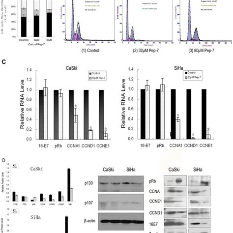 Primer Sequences Used In Plasmid Constructs Download Table