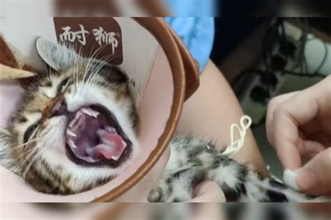 猫咪打针十分不配合，疯狂嘶吼嗓子都喊哑，医生笑了：我还没打呢嗓子医生猫咪