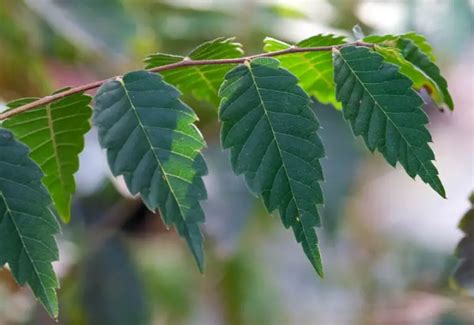 20 Types Of Elm Trees Leaves Identification And Pictures