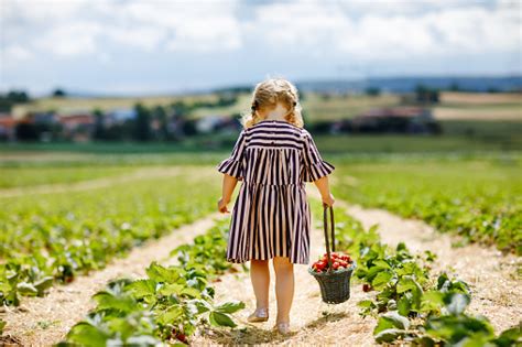 화창한 날 여름에 유기농 베리 농장에서 건강한 딸기를 따기와 먹는 행복한 어린 유아 소녀 도움과 함께 재미를 아이 딸기 농장 필드에 아이 잘 익은 붉은 열매 건강한 생활