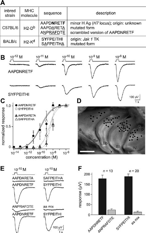 The Mouse Moe Detects Mhc Class I Peptide Ligands A Peptide Ligands Download Scientific