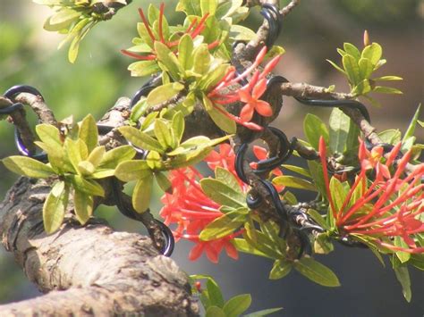 Penyakit Pneumonia Dan Gejala Yang Ditimbulkan Klinik Dano