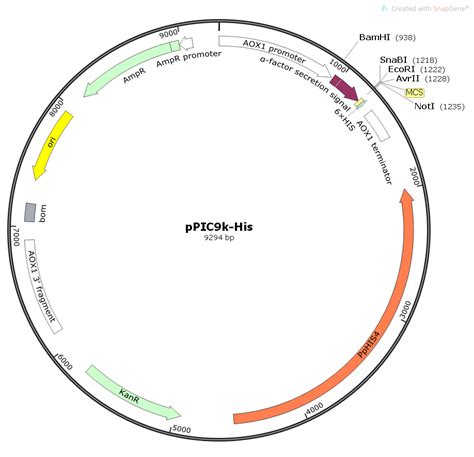 pPIC9K His毕赤酵母表达质粒 酵母系列载体 质粒载体 U平台商城 普拉特泽生物 Powered by ECShop