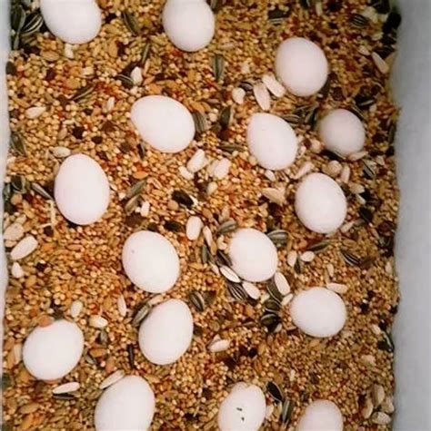 Mutation Scarlet Macaws Parrot Eggs For Sale Bird Farm Aviary
