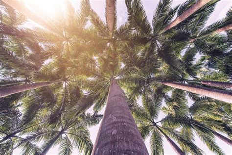 Coconuts Palm Trees Stock Image Image Of Green Angeles 117256385