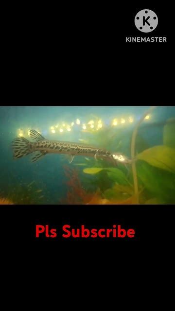 Aligator Eating Gold Fish Youtube