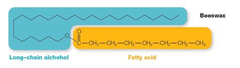 Mcb 2000 Ch 2 Structure Of Waxes Structure Of Steroids Lipid Functions Flashcards Quizlet