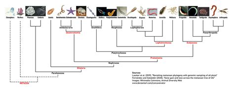 Phylogenetic Tree Animals Mapping The Eyes On The Tree
