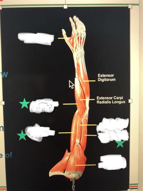 Arm Diagram Diagram Quizlet Arm Diagram Diagram Quizlet