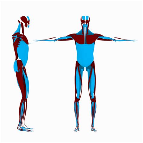 인간 남성 근육 시스템 3d 모델 10 Obj Max Fbx 3ds Free3d