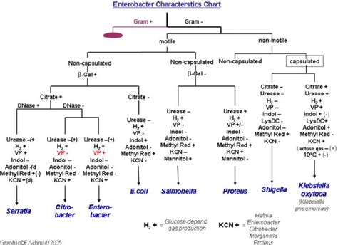 Enterobacterias Chart Pdf