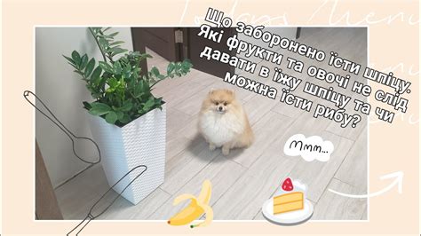 Що заборонено їсти шпіцу Які фрукти та овочі не слід давати в їжу шпіцу та чи можна їсти рибу