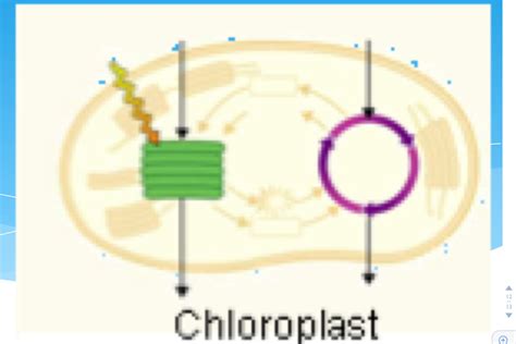 Bio Cell Energy Test Diagram Quizlet