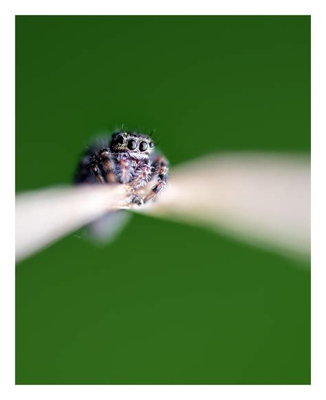 Cute Spidy R Macrophotography