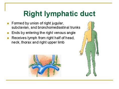 The Lymphatic System Shandong University Liu Zhiyu Introduction