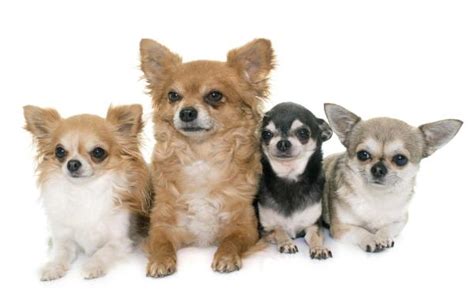 Types Of Chihuahua All Breed Variations With Pictures