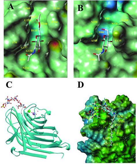 Characterization Of Four Lectin Like Receptor Kinases Expressed In Roots Of Medicago Truncatula