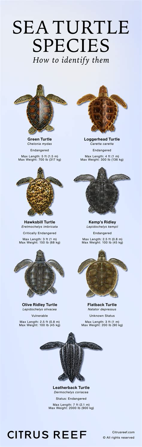 Loggerhead Sea Turtle Artofit