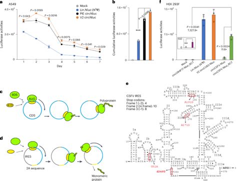 Efficient Circular Rna Synthesis For Potent Rolling Circle Translation