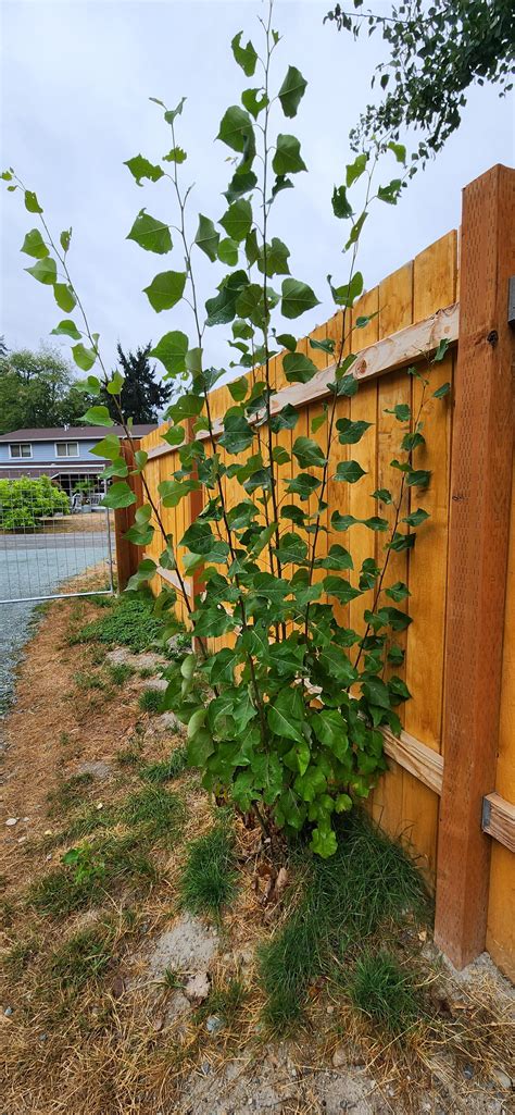 Zone 8b Roughly 8ft Tall Saw Tooth Edge Leaf Rwhatsthisplant