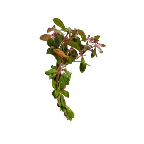 Ammania Gracilis Wetplants