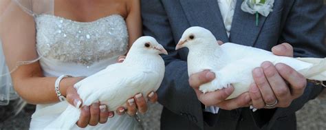 White Doves Wedding 60 Photos