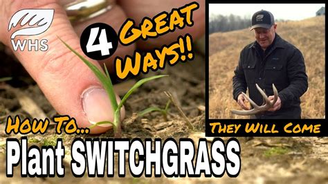 4 Ez Ways To Plant Switchgrass Youtube