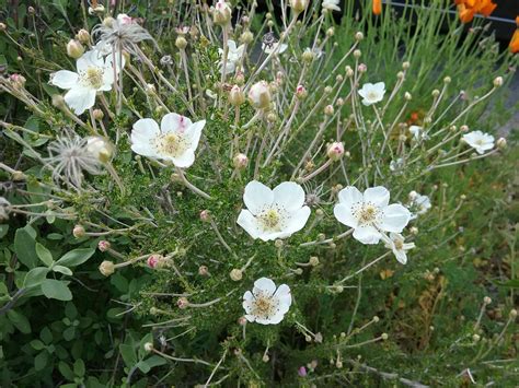 Fallugia Paradoxa Linda Vista Native Plants