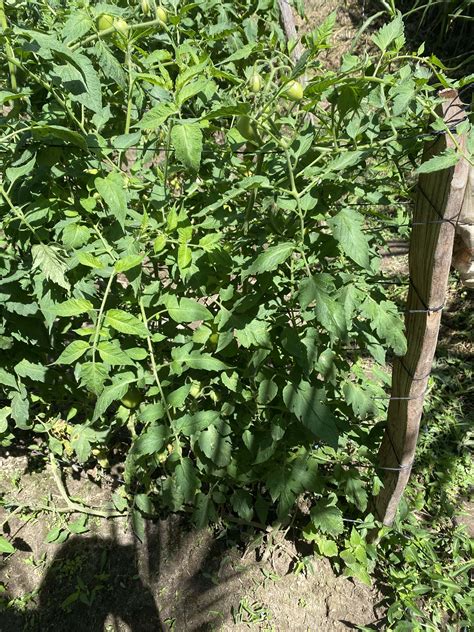 Det Fase 1 Object Detection Model By V1 Fase1