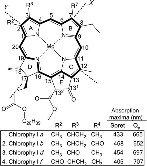 Chemical Structure Of Chl A Chl B Chl D And Chl F With The Download Scientific Diagram