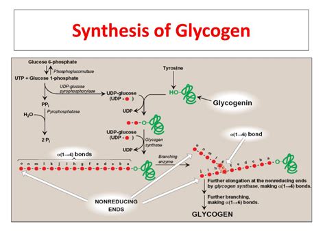 Ppt Glycogen Metabolism Powerpoint Presentation Free Download Id