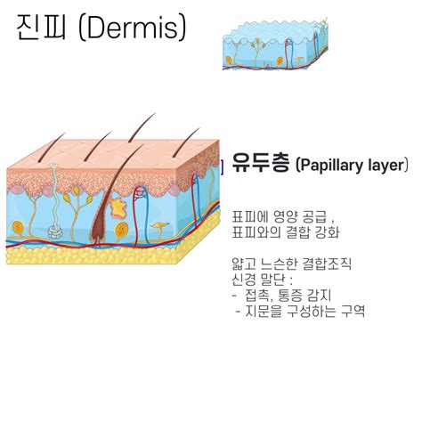 피부의 구조 Structure Of Skin 표피 진피 피하층 3개의 층 의학당