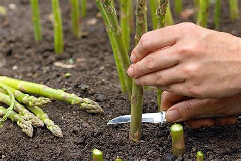 芦笋的种植时间及种植方法 从种植到采收 藤本月季网
