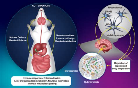 肠道微生物调节摄食中枢肠脑轴的新发现 Signal Transduction and Targeted Therapy X MOL
