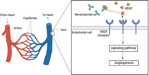 Bevacizumab Interact With Vascular Endothelial Growth Factor And Download Scientific Diagram