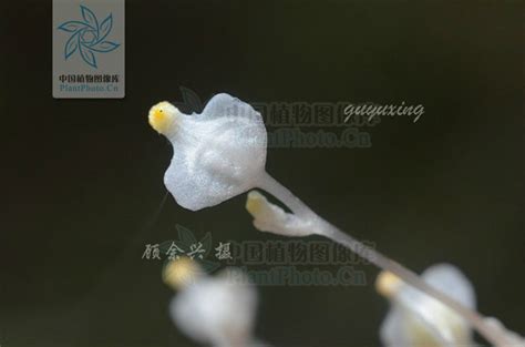 宽翅水玉簪图册 360百科
