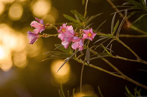 Css属性—居中对齐篇居中属性 Csdn博客