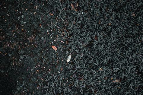 전체 프레임 미니는 상단 보기및 텍스트 입력을위한 복사 공간에 어두운 배경을 남깁니다 지상에 텍스트를 넣어 지구 일 디자인에 대한 작은 잎 배경의 제비 0명에 대한 스톡