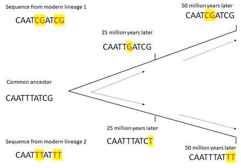 Solved Using This Sample Model As A Guide Create A Molecular Clock