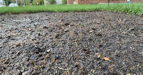 Germination Album On Imgur