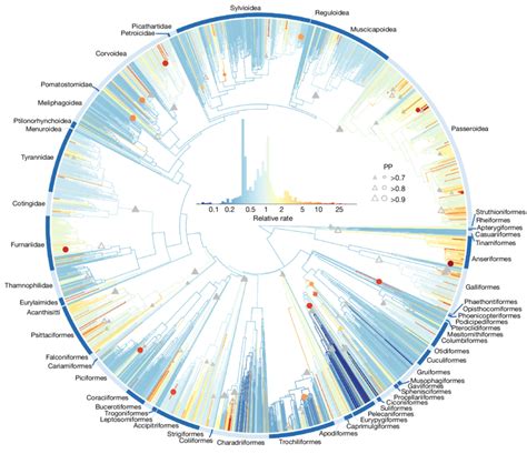 Multivariate Rates Of Bill Shape Evolution The Avian Phylogeny N Download Scientific