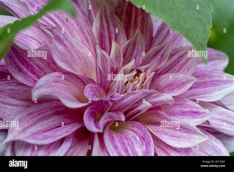'Cafe au Lait Royal' Dahlia Stock Photo - Alamy