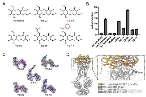 Pnas︱上海科技大学饶子和张兵中科院上海有机化学研究所俞彪团队合作揭示结核分枝杆菌转运体lpqy Sugabc识别海藻糖及其衍生物的分子