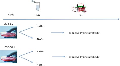 Figure From Role Of The Transcription Factor Zinc Finger Protein