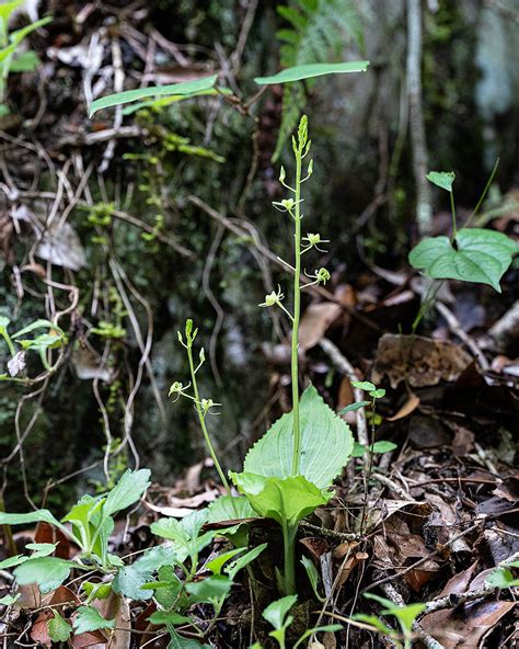クモキリソウ雲切草蜘蛛切草蜘蛛散草 2023 06 10 和名の由来は花の形が蜘蛛に似ているとか蜘蛛の子 Flickr