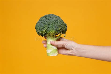 Close Up Cropped Photo Of Female Hold In Hand Green Broccoli Isolated