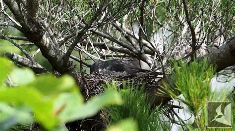 Japanese Sparrowhawk Youtube