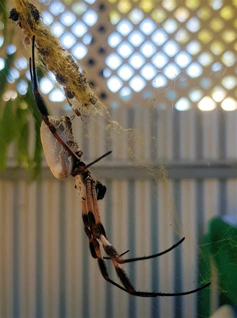 Golden Orb Weaver Web Of Sex Ausemade