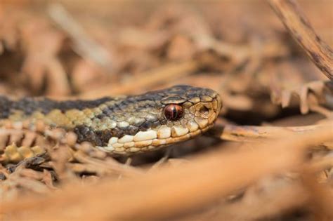 Female Adder Francis J Taylor Photography