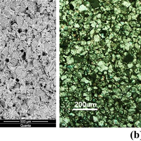 Microscopic Observations A Scanning Electron Microscopy Image And B Download Scientific